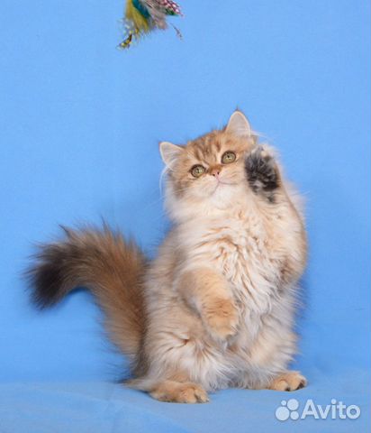 Шотландская девочка