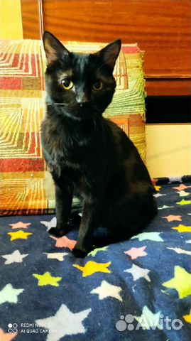 Кошки в добрые руки