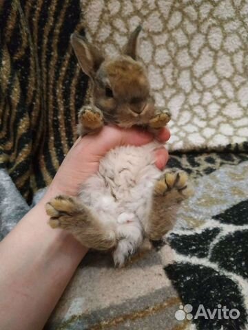 Декоративный крольченок