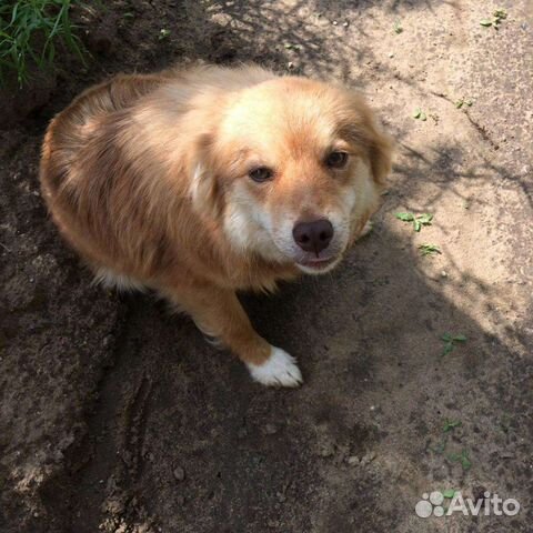 Ищем дом собаке