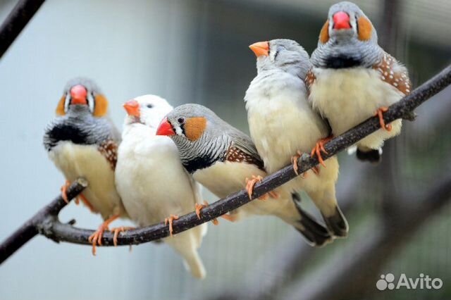 Амадины в добрые руки