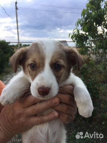 Щенок в добрые руки бесплатно