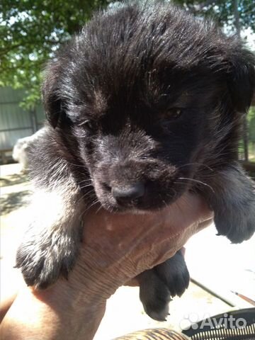 Плюшевая лапуличка Лучший друг