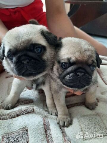 Щенки мопса