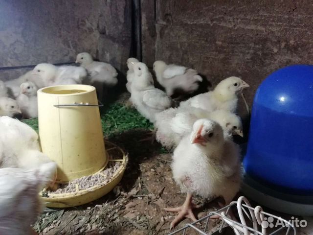 Бройлеры рос 308