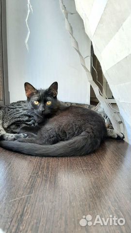 Котик Пантелеймон не даст вам скучать