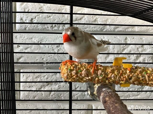 Зебровая амадина (девочка, окрас пестрый)