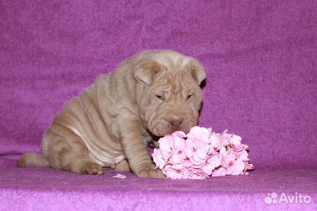 Щенок шарпей