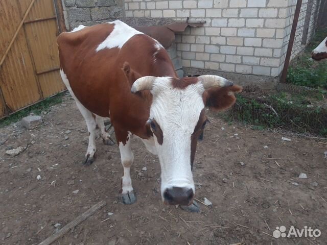 Корова дойная
