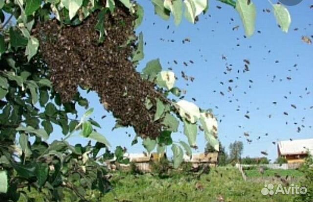 Сниму рой пчёл