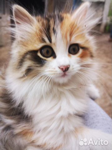 Котята в добрые руки бесплатно