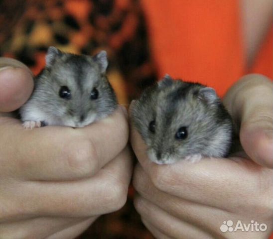 Хомяки джунгарики с клеткой