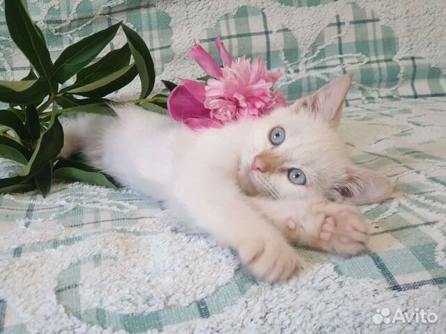 Нереальная красота ищет дом