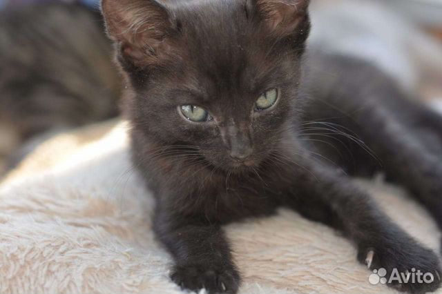 Котенок