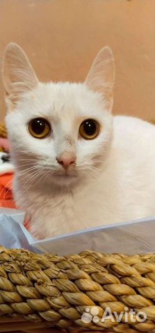 Белая кошечка