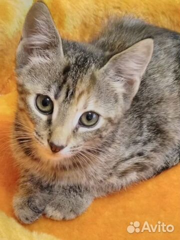 Котенок девочка 3,5 мес