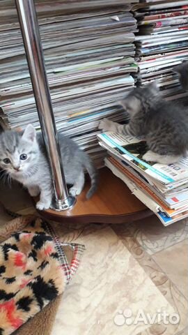 Котята