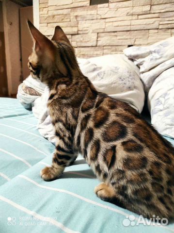 Бенгальские котята
