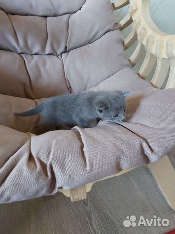 Котята в добрые руки бесплатно