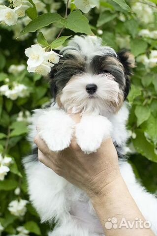 Бивер - лапочка