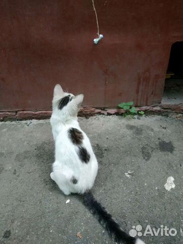 Котенок Беляш