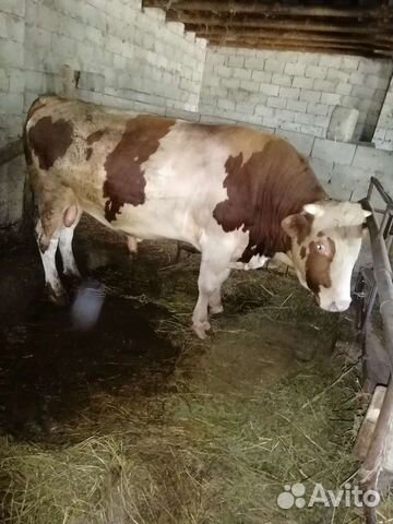 Бычок и телки