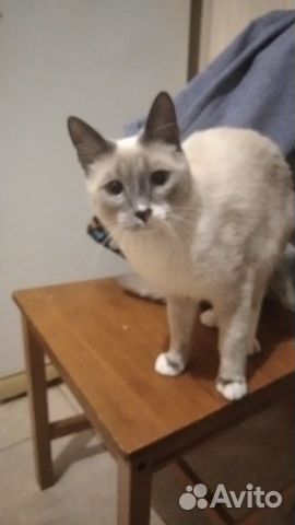 Тайский кот