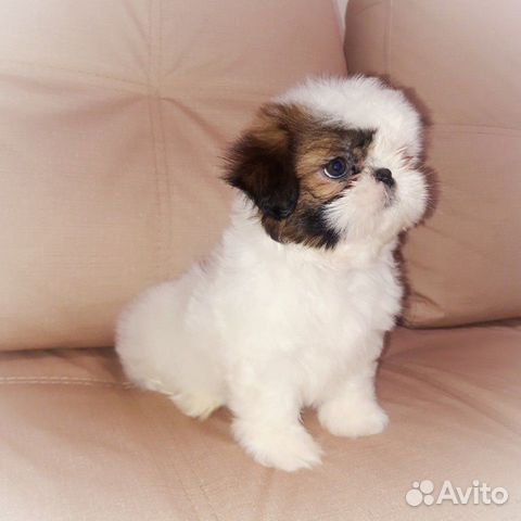 Ши-тцу щенки 3 месяца