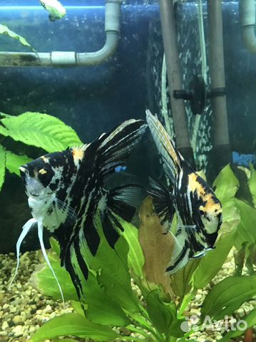 Аквариумные рыбки