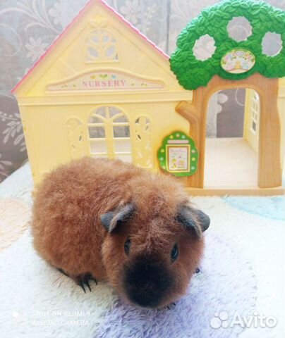 Морская свинка. Американский тедди. Мальчик