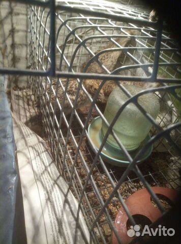 Фазанята. Охотничьи