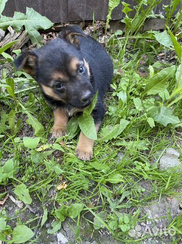 Милейший щенок- мальчик ищет хозяина