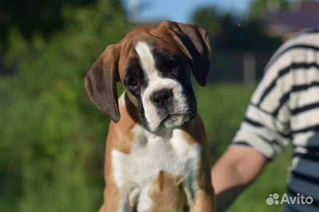 Рыжая девочка Боксёра