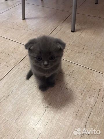 Вислоухие котята в добрые руки