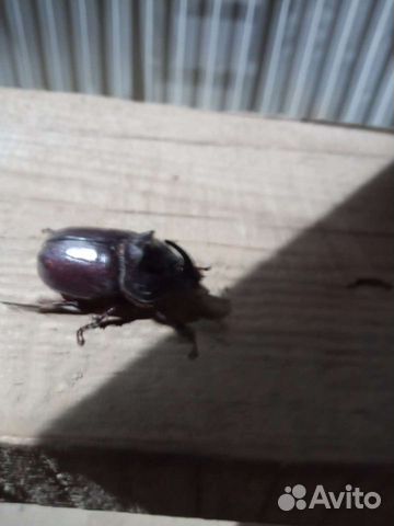 Самец жука носорога