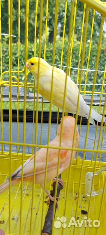 Канарейки кенер