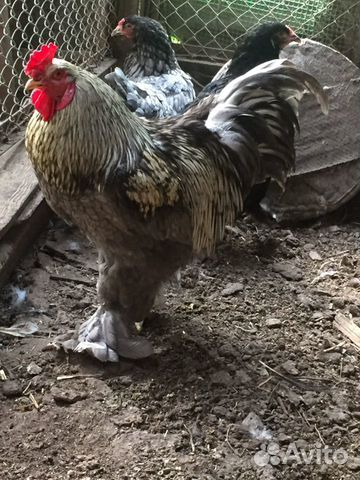 Петух породы Брама