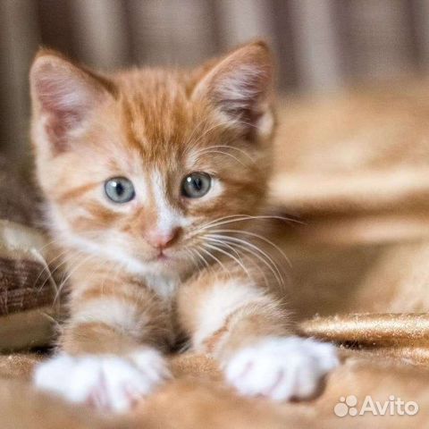 Котенок