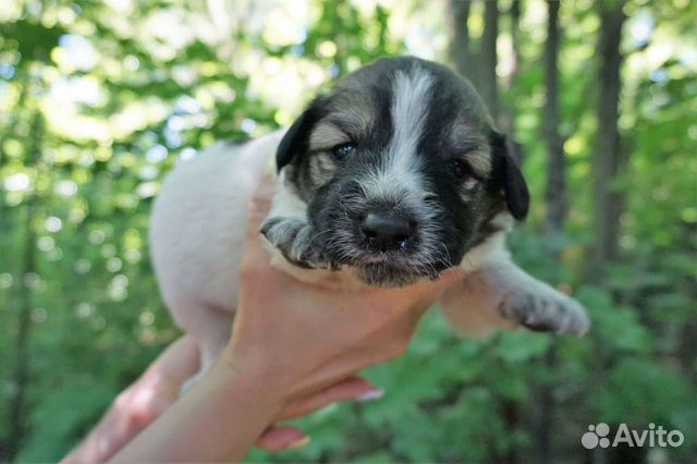 Щенок девочка 4 недели