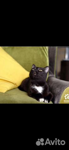 Кошечка-подросток