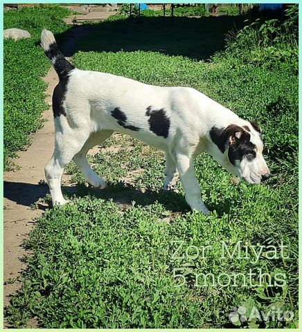 Щенки сао(алабай)