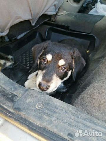 Щеночек в добрые руки