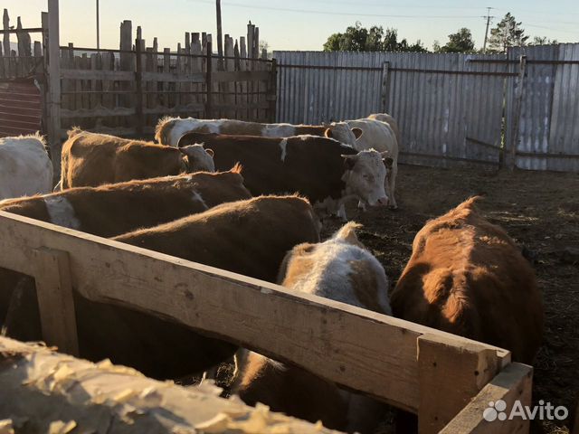 Бычки на откорм герефорд и симментал