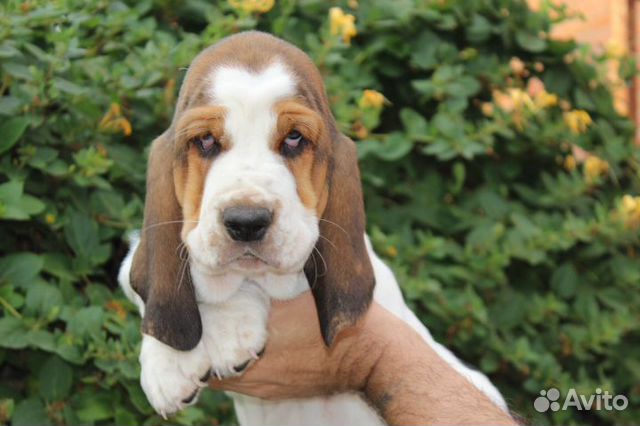 Малыши Бассет Хаунд