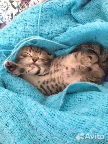 Котенок