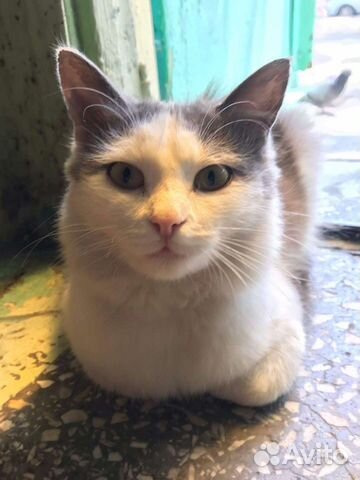 Кошечка