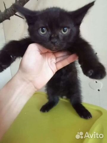 Британские котята