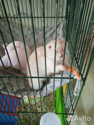 Крыса Алиса с клеткой