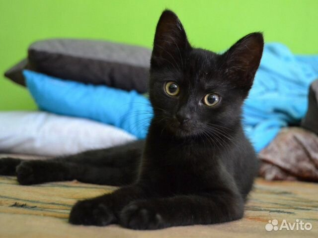 Очаровательная Ночка