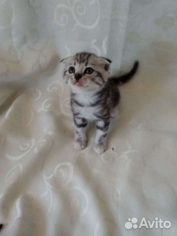 Шотландские вислоухие и прямоухие котята